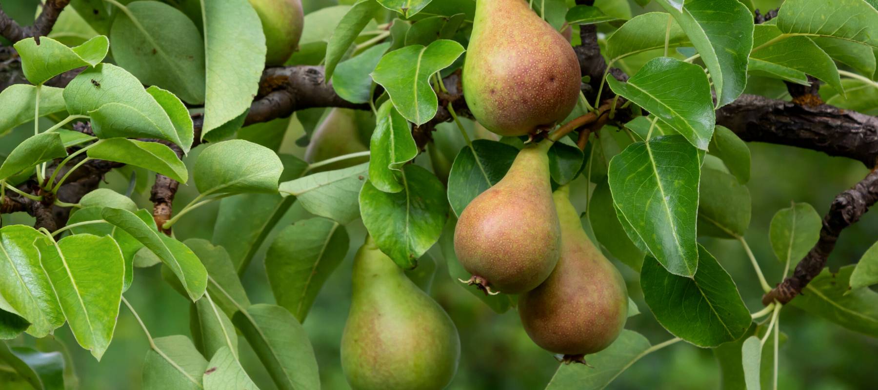 Alle Artikel in der Kategorie Pyrus / Birne – Bohlken Pflanzenversand GbR