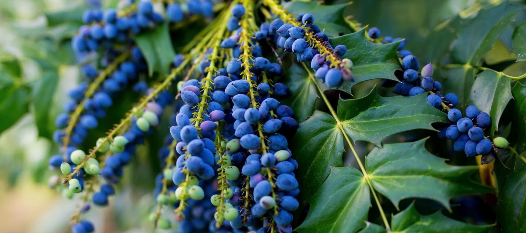 Alle Artikel in der Kategorie Mahonia / Mahonie – Bohlken ...