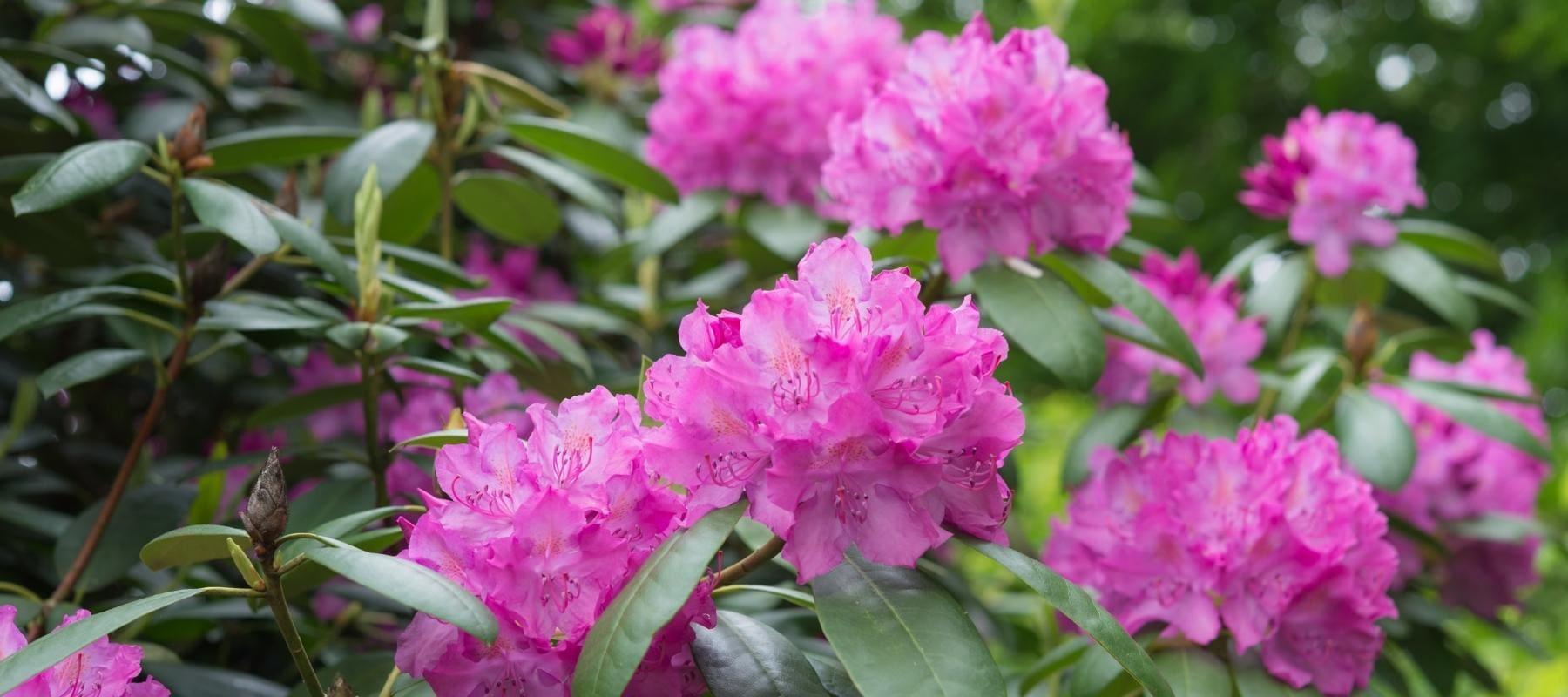 Alle Artikel in der Kategorie Rhododendron – Bohlken Pflanzenversand GbR