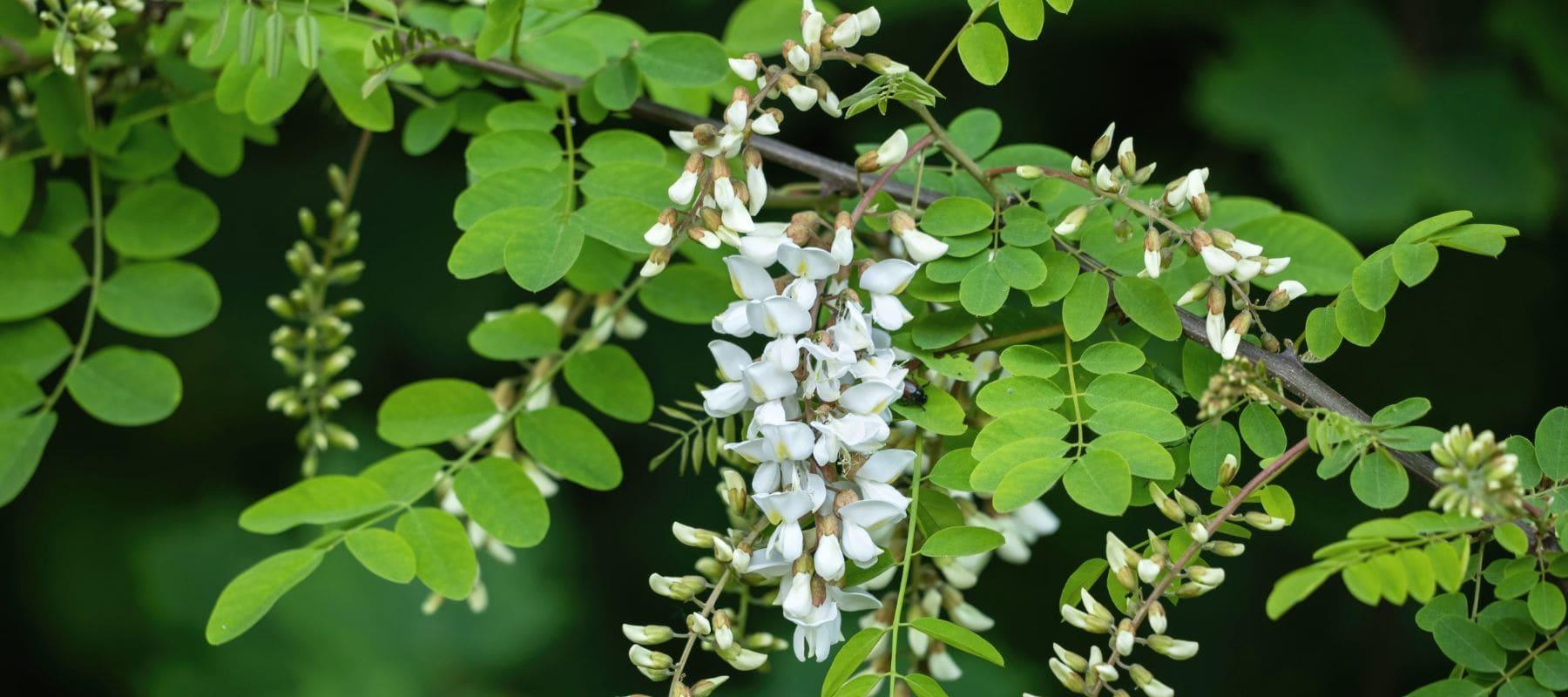 Alle Artikel in der Kategorie Robinia / Robinie – Bohlken ...