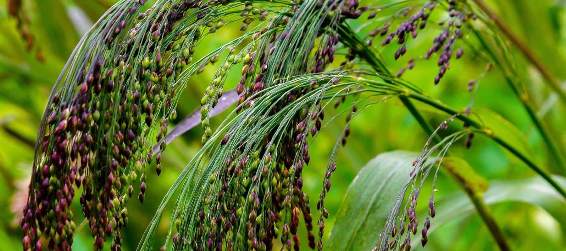 Alle Artikel in der Kategorie Rutenhirse / Panicum – Bohlken ...