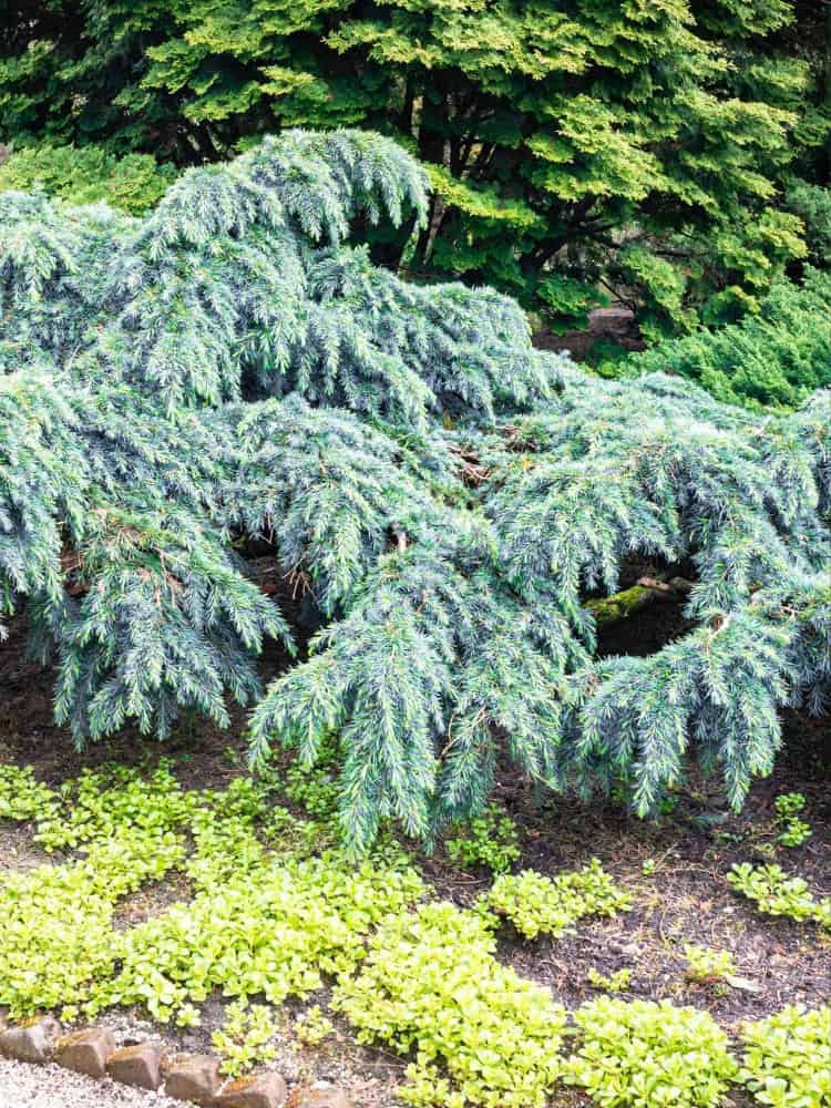 Jetzt Himalaya-Zeder 'Feelin Blue' online kaufen bei Bohlken ...