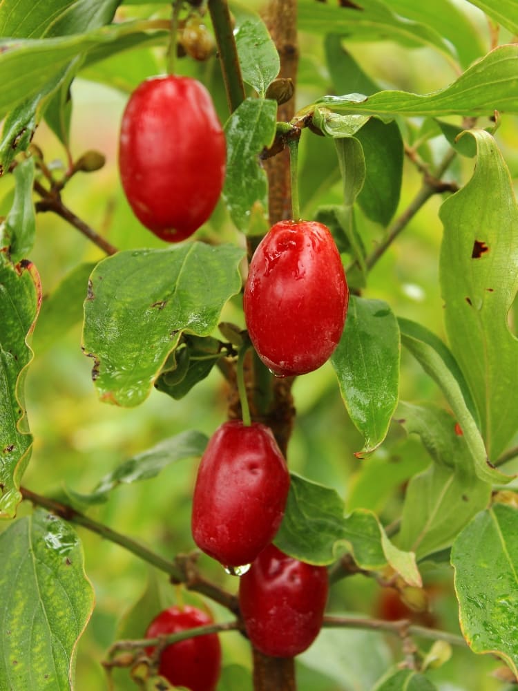 Jetzt Kornelkirsche 'Jolico' online kaufen bei Bohlken Pflanzenversand ...