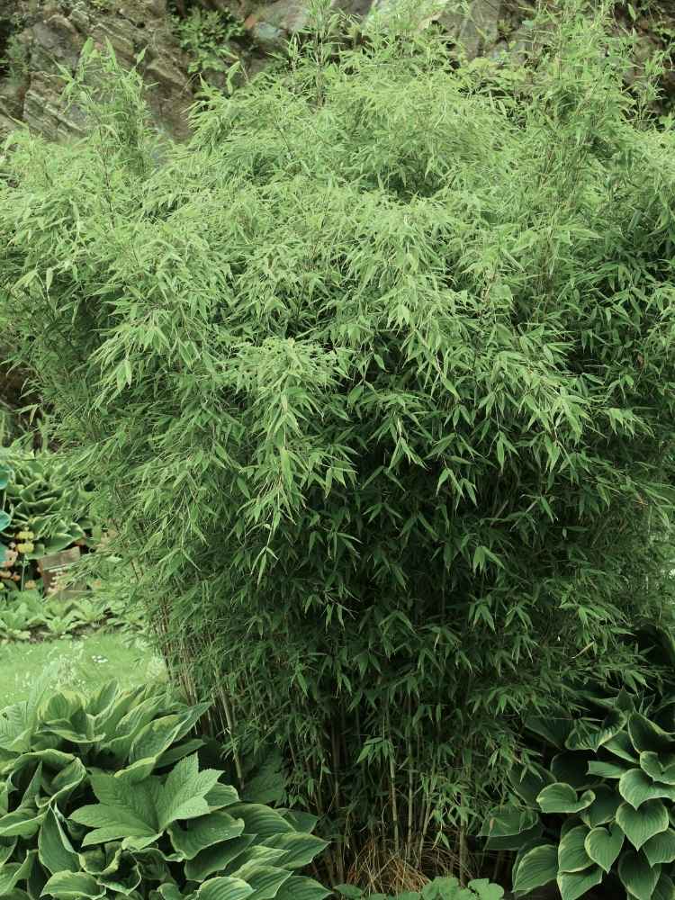 Jetzt Gartenbambus 'Volcano' online kaufen bei Bohlken Pflanzenversand ...