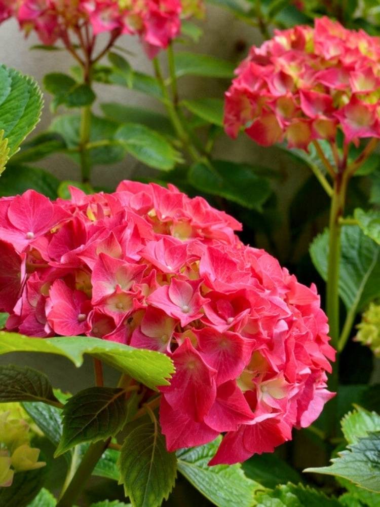 Jetzt Ballhortensie Everbloom ® 'Red Wonder' online kaufen bei Bohlken ...