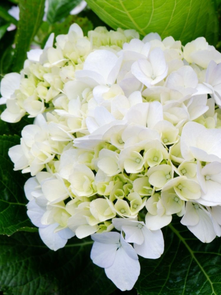 Jetzt Ballhortensie Everbloom ® 'White Wonder' online kaufen bei ...