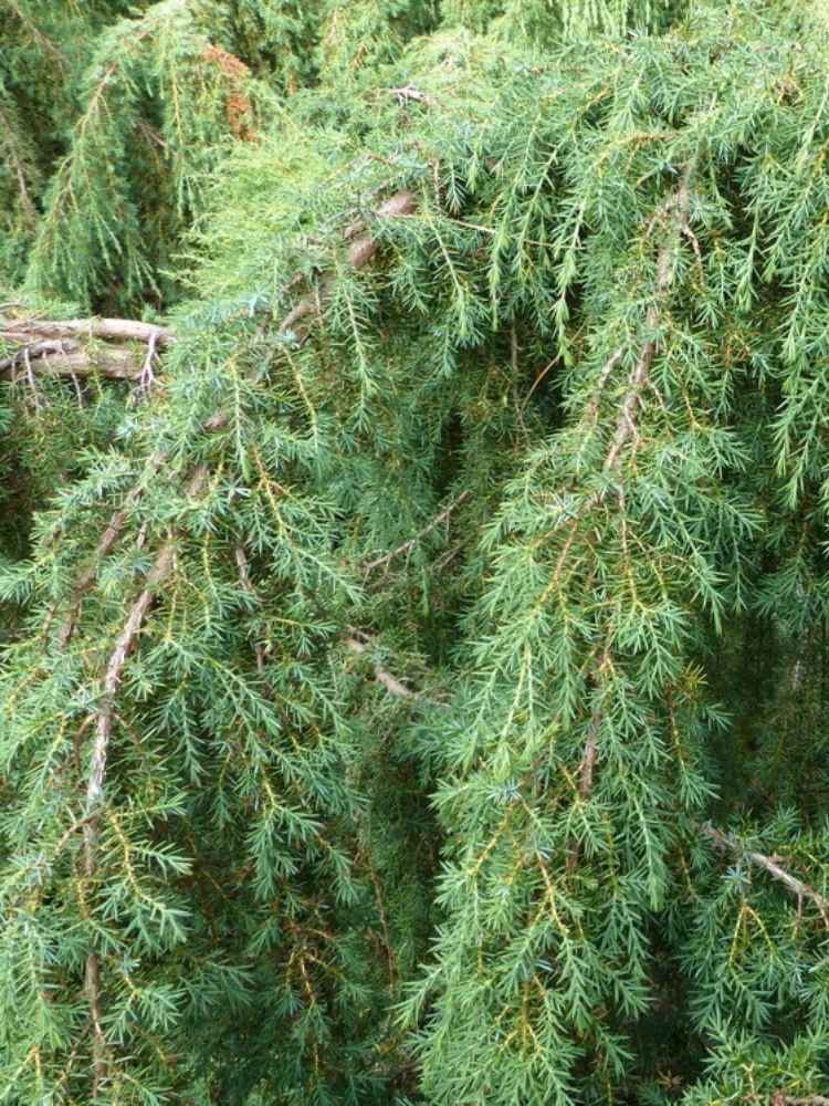 Jetzt Kriechender Heidewacholder 'Hornibrookii' online kaufen bei Bohlken Pflanzenversand ...