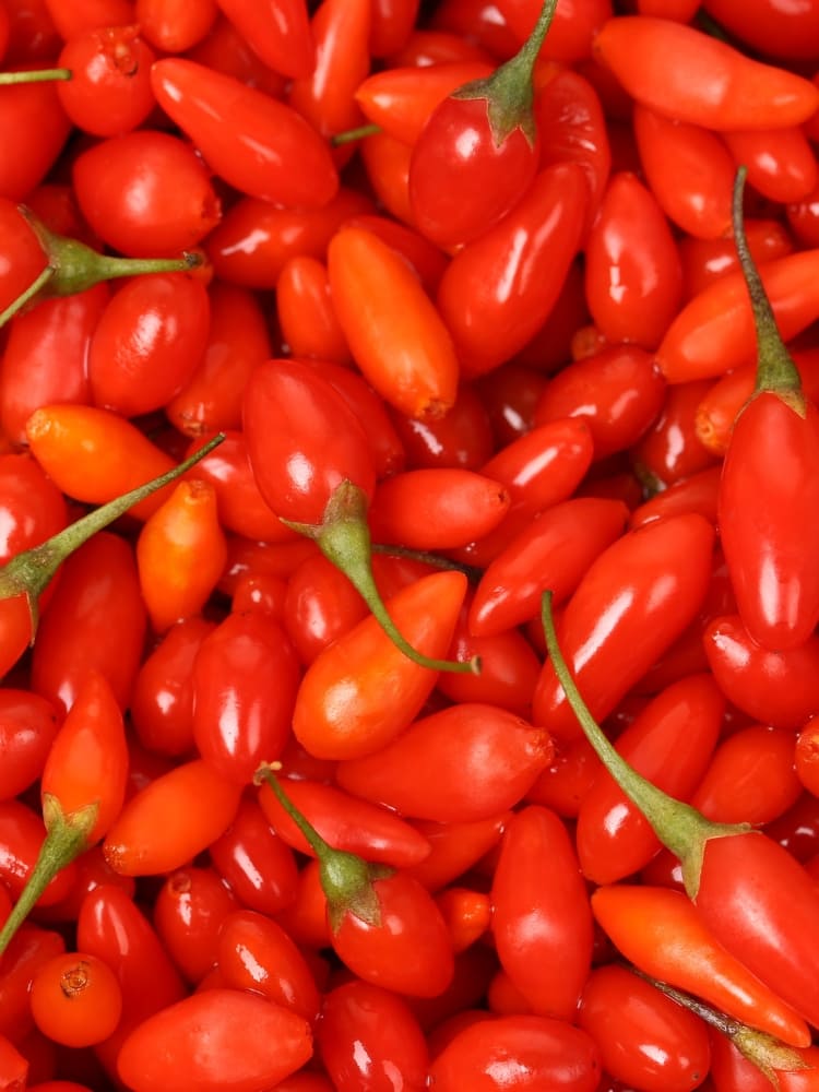 Jetzt Gojibeere 'Little Goji' online kaufen bei Bohlken Pflanzenversand ...