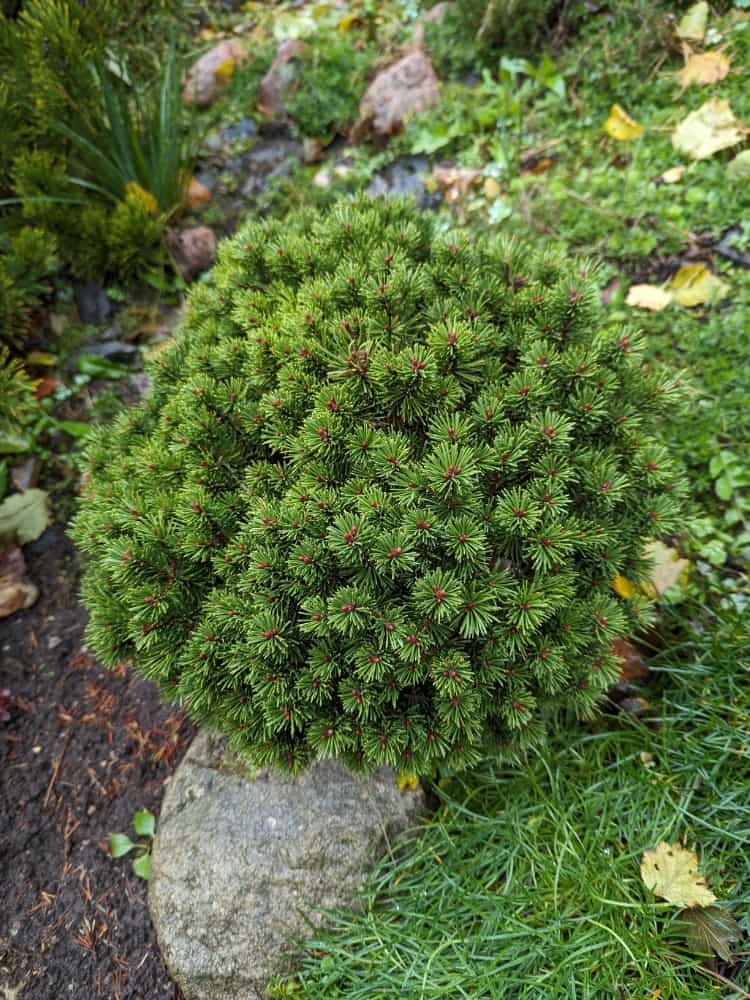 Jetzt Berg-Kiefer 'Picobello' online kaufen bei Bohlken Pflanzenversand ...