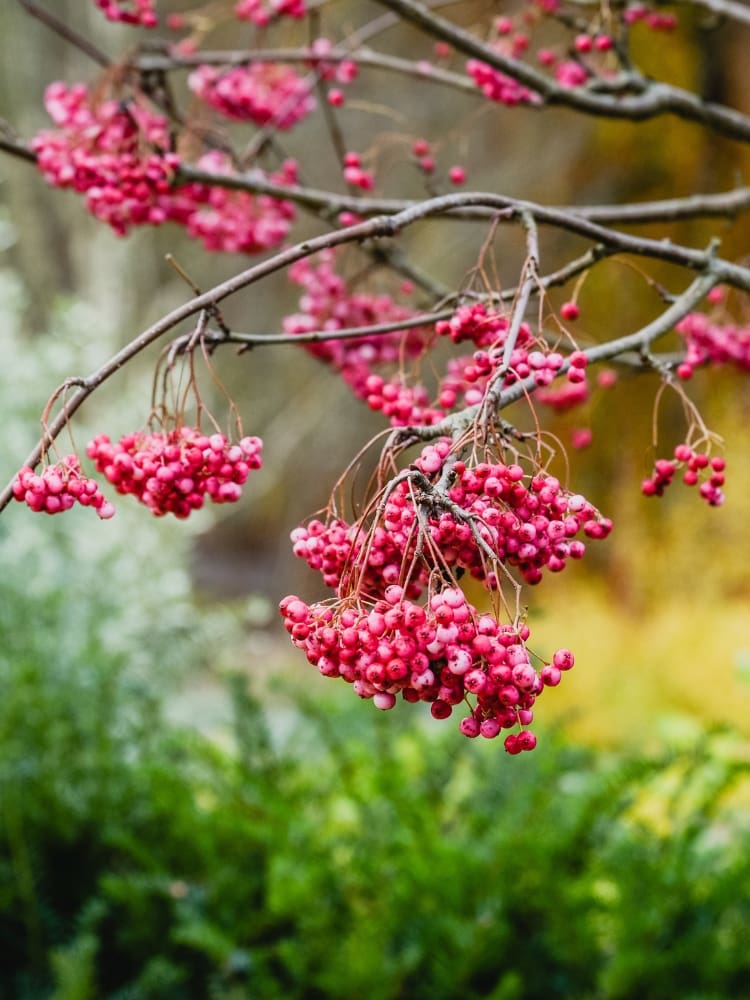 Jetzt Vielfiedrige Strauch-Eberesche online kaufen bei Bohlken ...