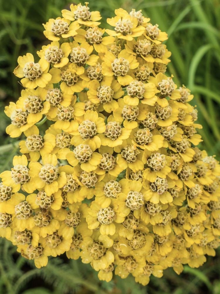 Jetzt Griechische Schafgarbe, Taygetos-Garbe online kaufen bei Bohlken ...