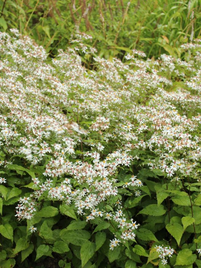 Jetzt Weiße Wald-Aster, Sperrige Aster online kaufen bei Bohlken ...