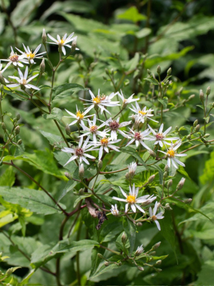 Jetzt Weiße Wald-Aster, Sperrige Aster 'Tradescant' online kaufen bei ...