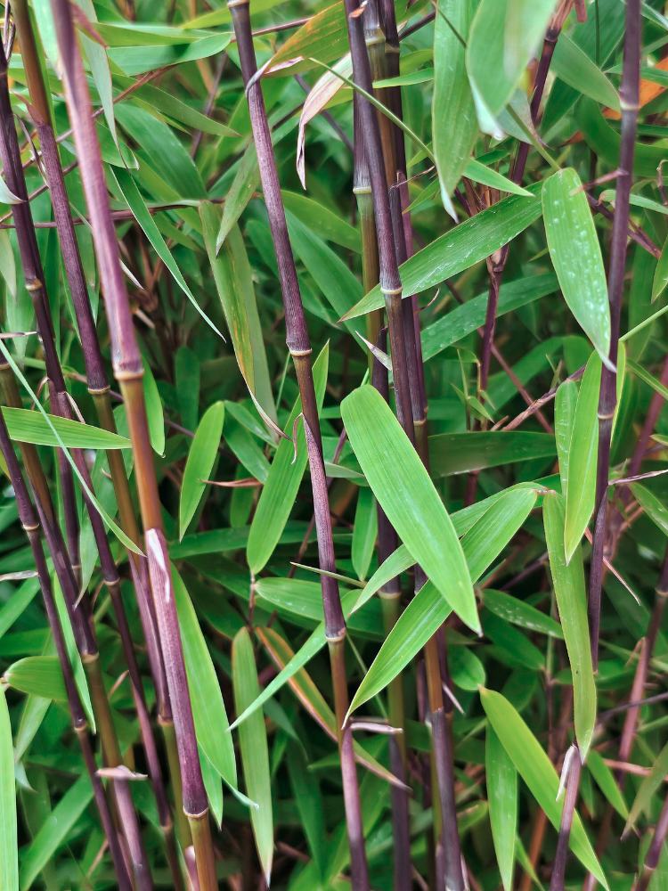 Jetzt Gartenbambus 'Violet Woods' ® online kaufen bei Bohlken ...