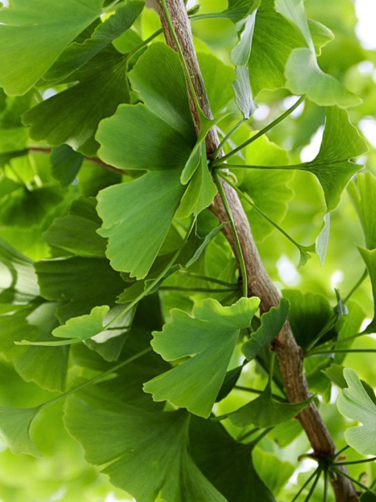 Jetzt Säulen-Fächerblattbaum 'Blagon' ® online kaufen bei Bohlken ...