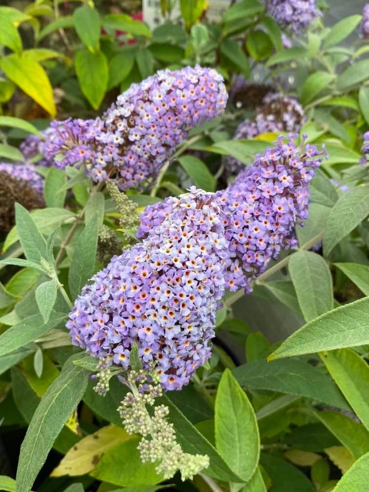 Jetzt Schmetterlingsstrauch 'Lila Sweetheart' online kaufen bei Bohlken Pflanzenversand ...