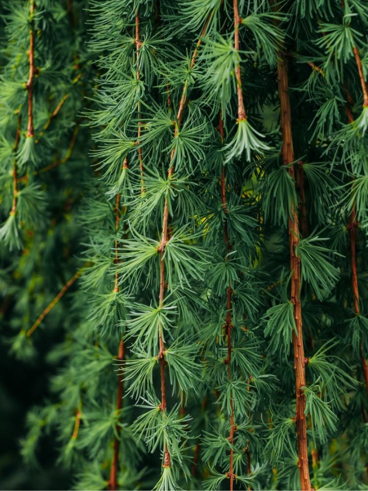 Jetzt Japanische Hänge-Lärche 'Stiff Weeper' online kaufen bei Bohlken ...