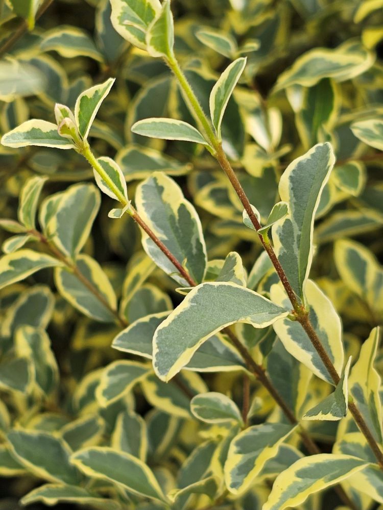 Jetzt Weißbunter Liguster 'Musli' online kaufen bei Bohlken ...