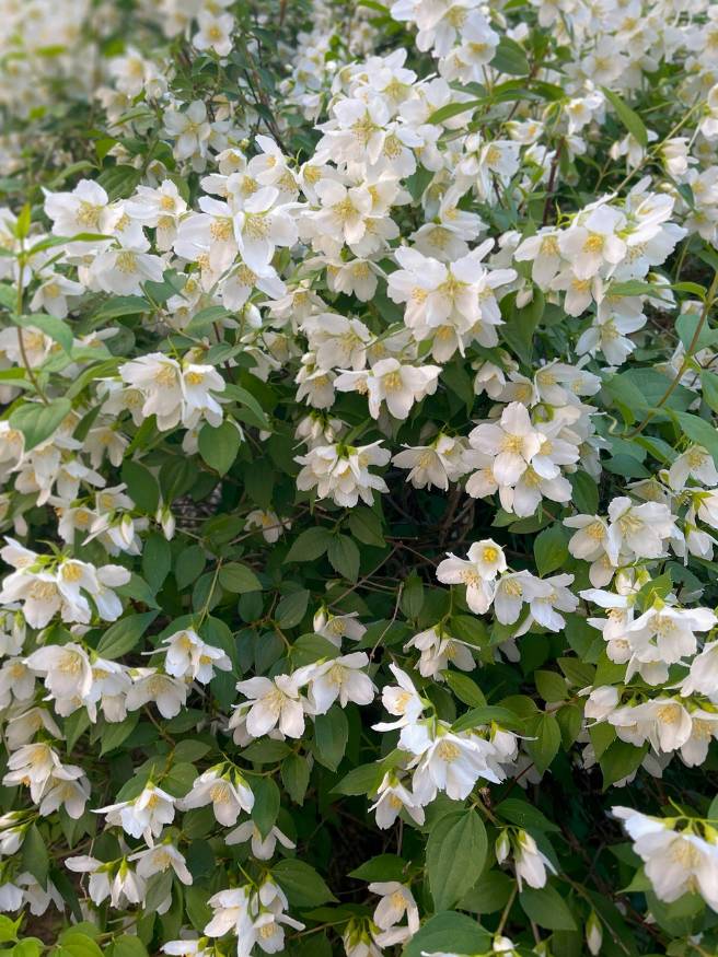 Jetzt Duftjasmin 'Erectus' online kaufen bei Bohlken Pflanzenversand ...