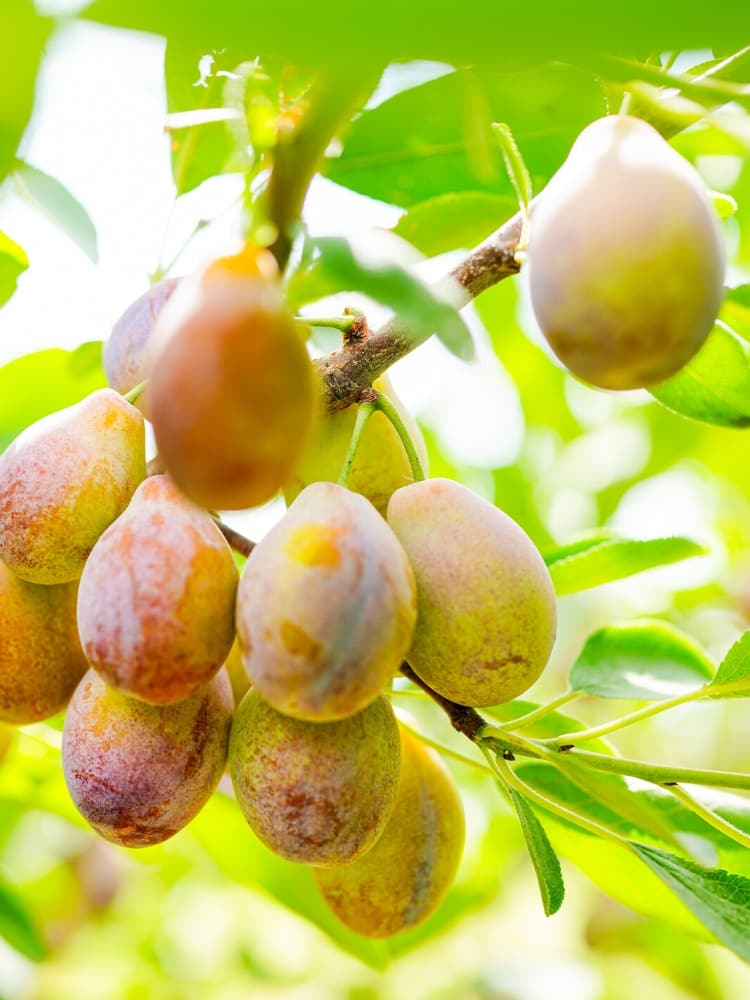 Jetzt Zwetsche 'Tipala' ® online kaufen bei Bohlken Pflanzenversand ...