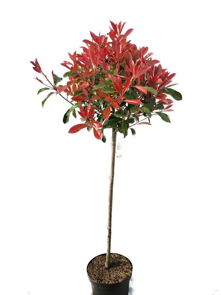 Jetzt Glanzmispel 'Little Red Robin' Stämmchen online kaufen bei Bohlken Pflanzenversand ...