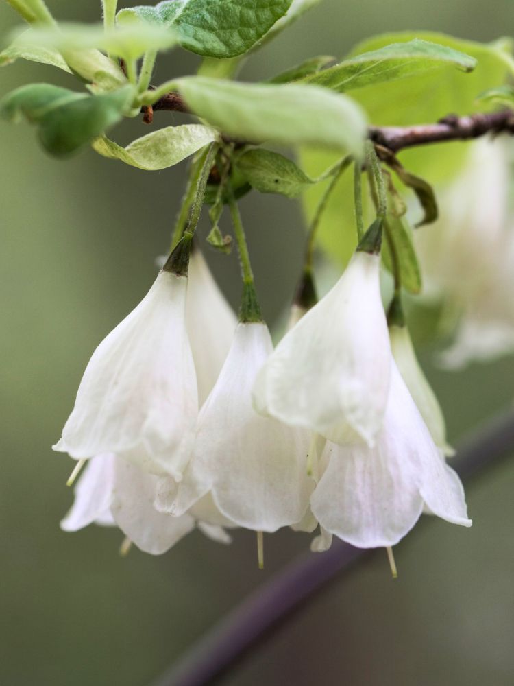 Jetzt Carolina-Schneeglöckchenbaum online kaufen bei Bohlken ...