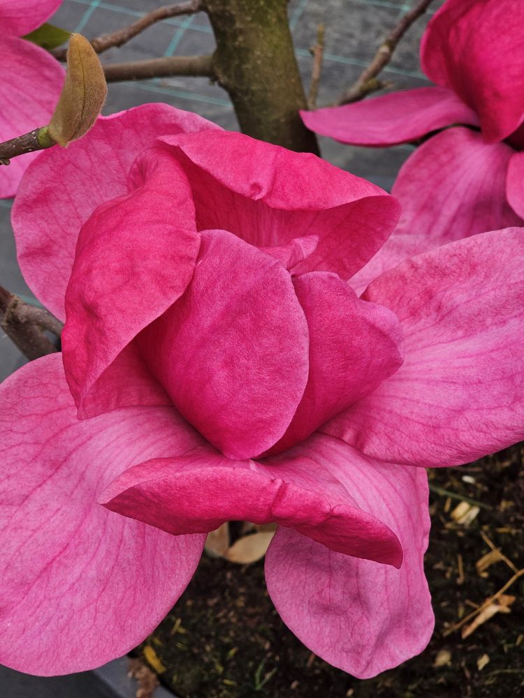 Jetzt Magnolie 'Felix Jury' ® online kaufen bei Bohlken Pflanzenversand ...